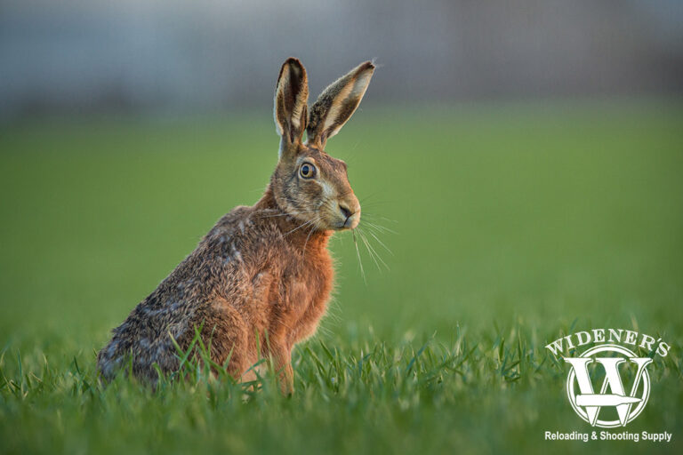 Rabbit Hunting Guide - Getting Started In The Field